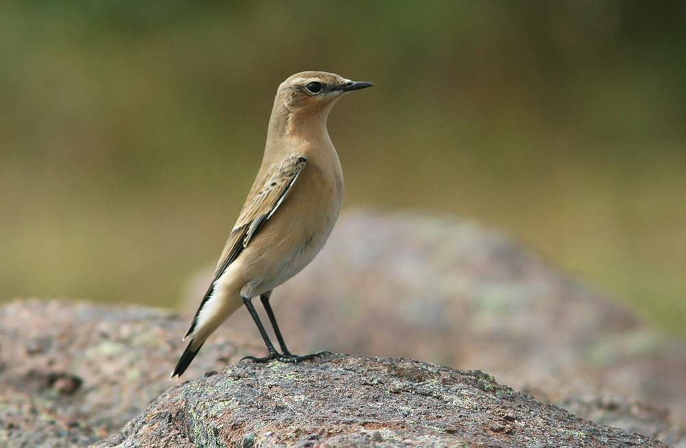 Northern Wheatear | Bird⋅The⋅Rock