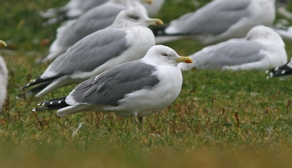Yellow-legged Gull | Bird⋅The⋅Rock
