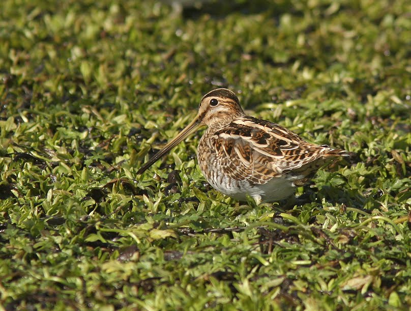 Common Snipe | Bird⋅The⋅Rock