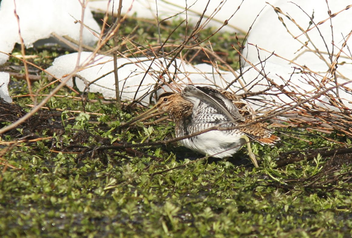 Common Snipe | Bird⋅The⋅Rock