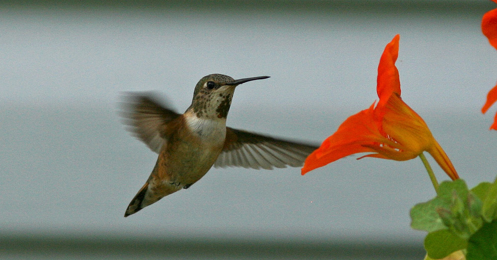 Rufous Hummingbird | Bird⋅The⋅Rock