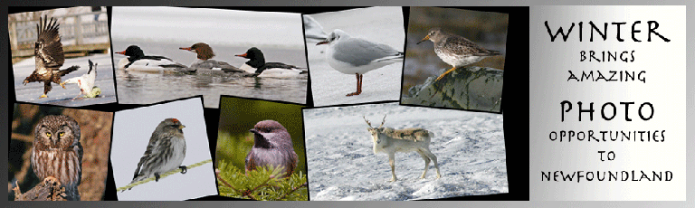 Bird⋅The⋅Rock | Newfoundland Bird & Nature Tours