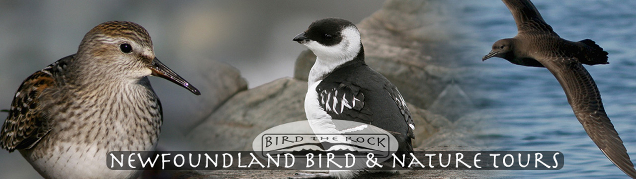 Checklist of the Birds of Newfoundland (Unofficial) | Bird⋅The⋅Rock