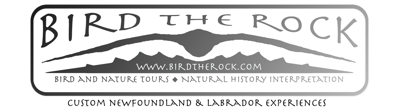 Bird⋅The⋅Rock | Newfoundland Bird & Nature Tours