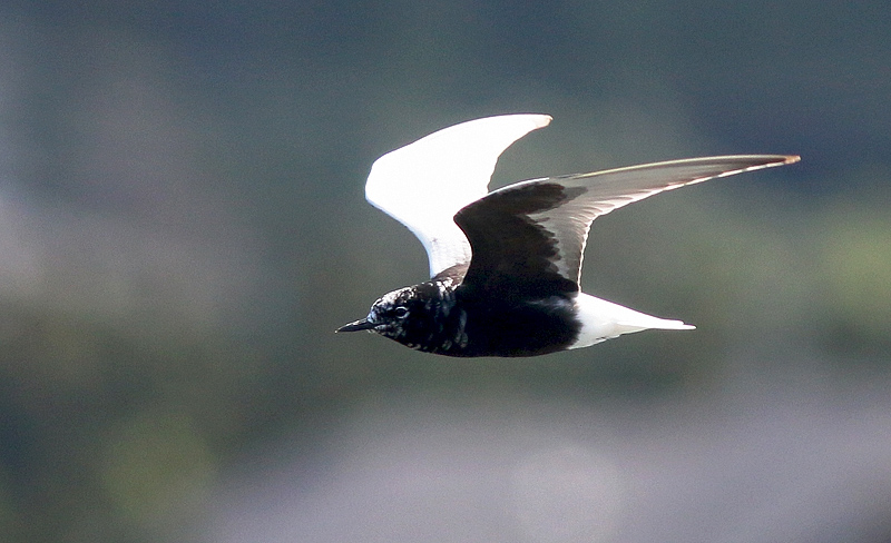 Catching Up (with a White-winged Tern!!) | Bird⋅The⋅Rock