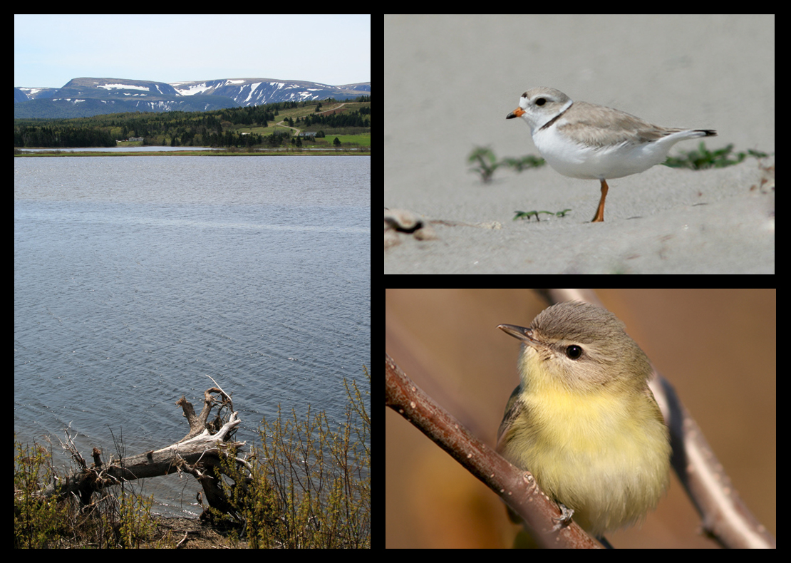 Codroy Valley – A New & Exciting Tour! | Bird⋅The⋅Rock