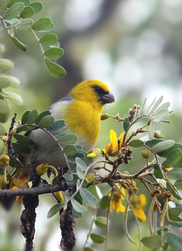 palila_dec72016_5778 | Bird⋅The⋅Rock