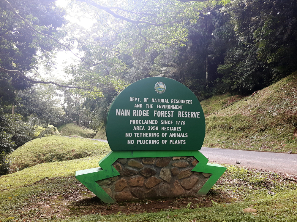 MainRidgeForestReserve | Bird⋅The⋅Rock