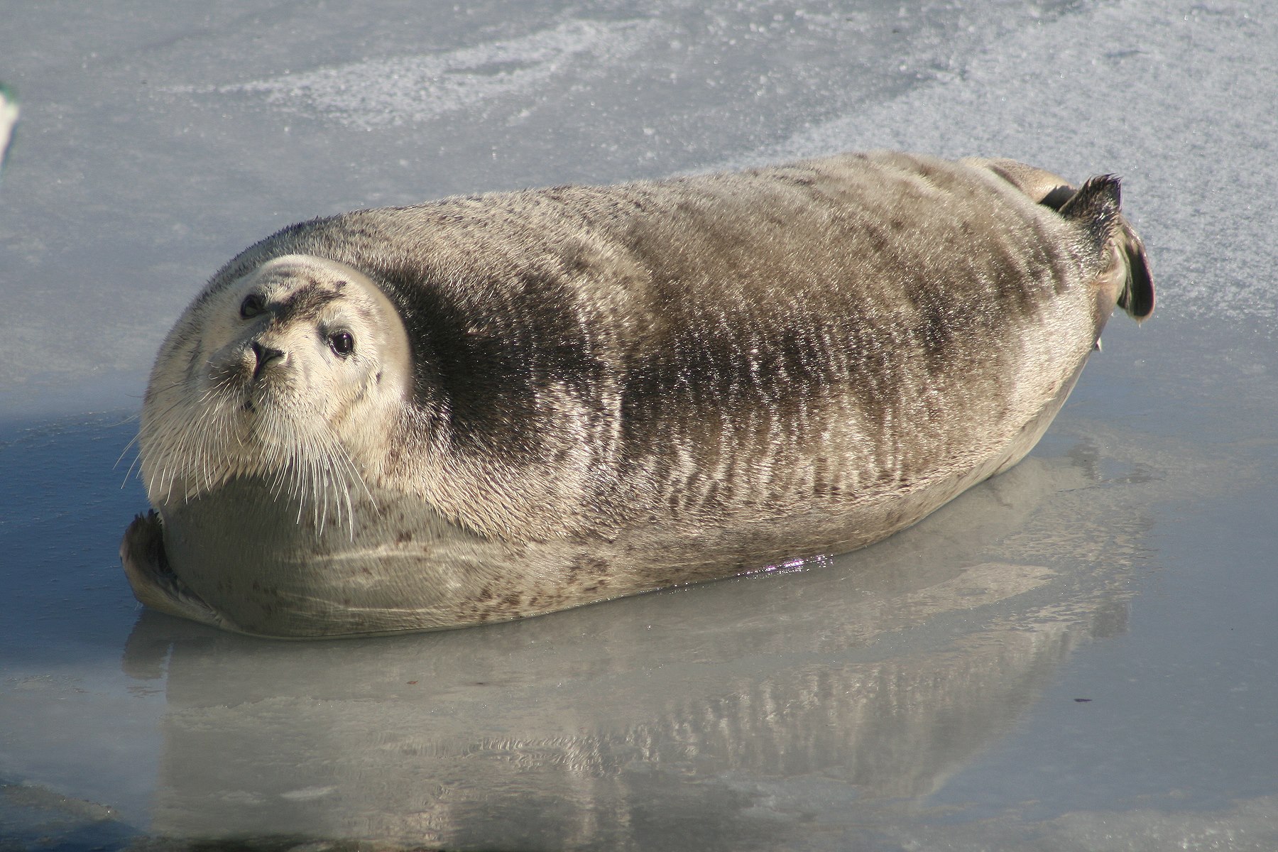 Bearded Seal – A Visitor from Up North | Bird⋅The⋅Rock